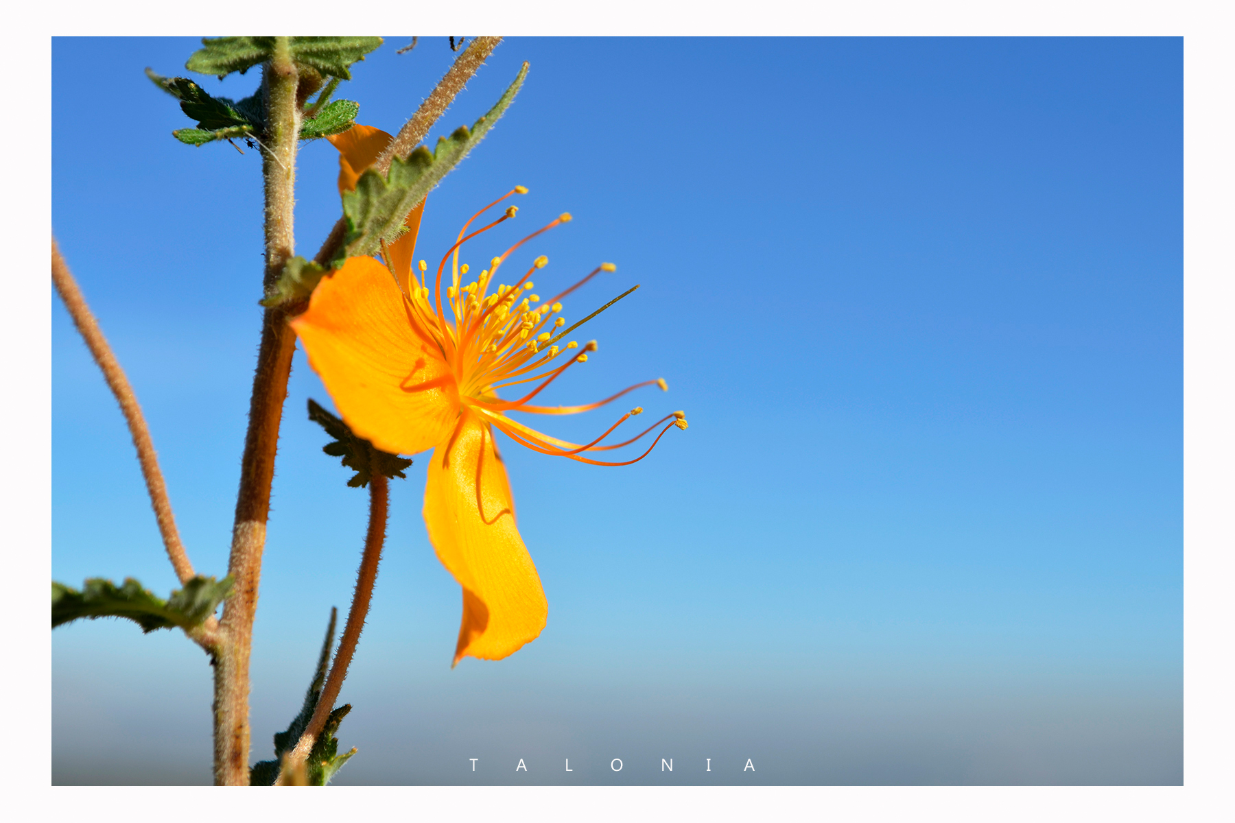 Pega-ropa (Mentzelia hispida) – T A L O N I A