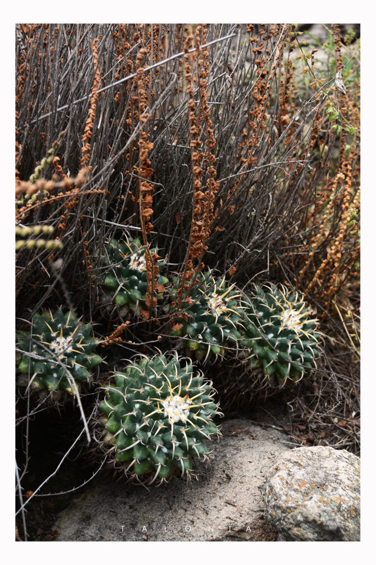 Biznaga de chilitos (Mammillaria magnimmama) – T A L O N I A