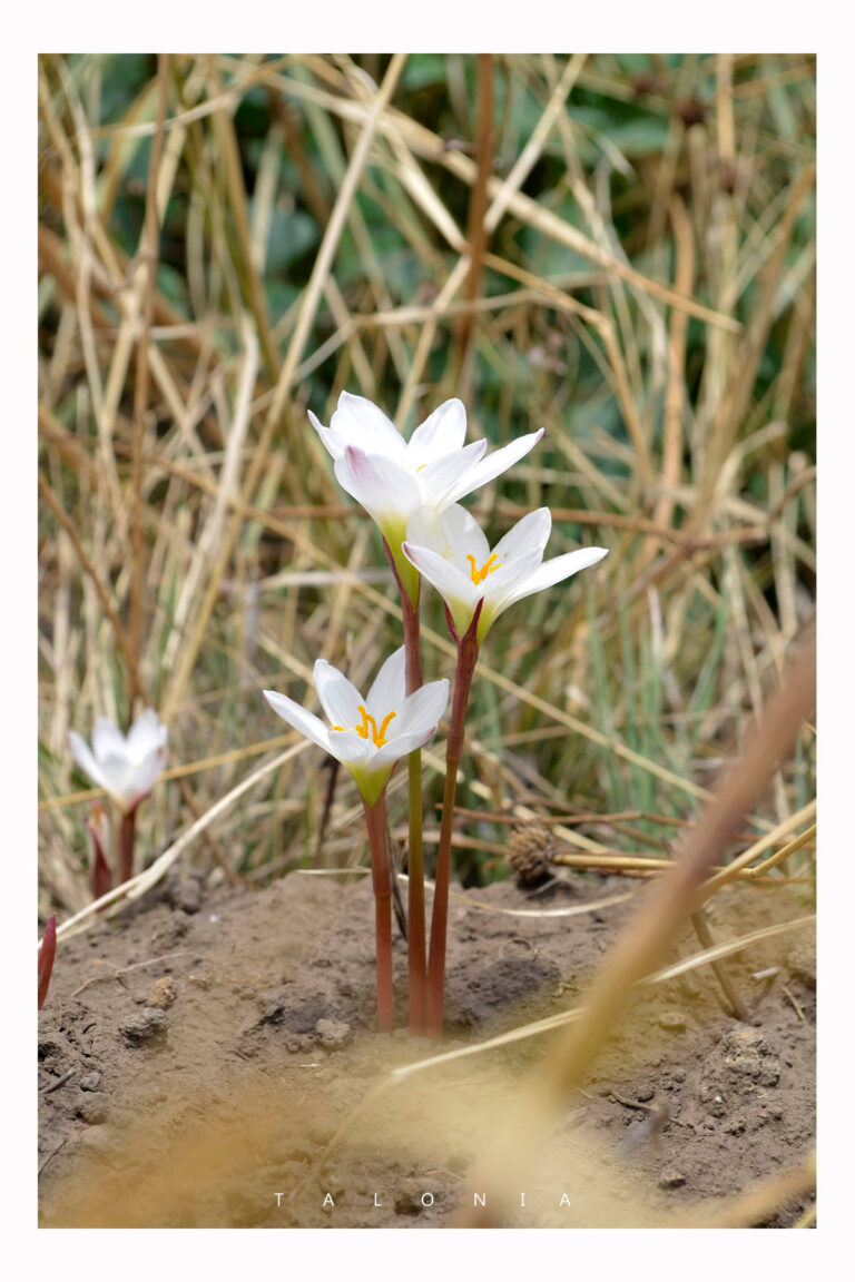 Mayitos (Zephyranthes sp.) – T A L O N I A