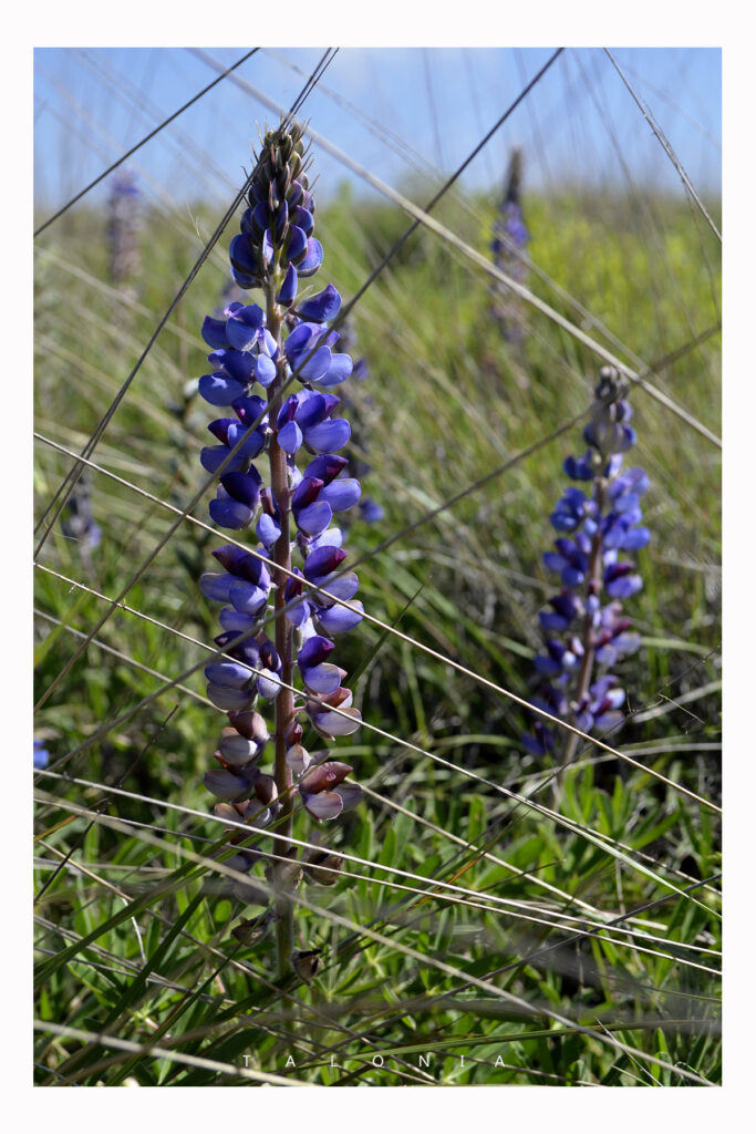 Lupino (Lupinus sp.) – T A L O N I A